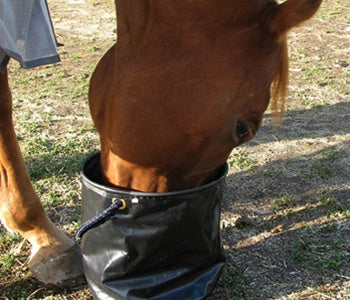 Collapsible Water Pail – Rockin M Tack & Home Accents